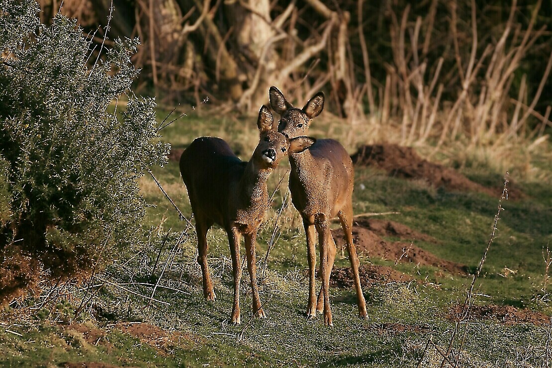 Sentiero dei caprioli | Valle Maira
